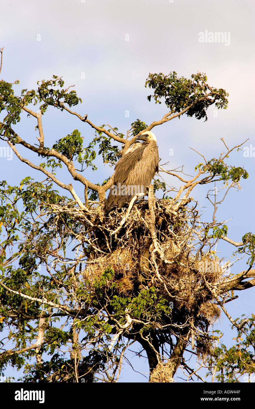 vulture and nest in tree Stock Photo - Alamy