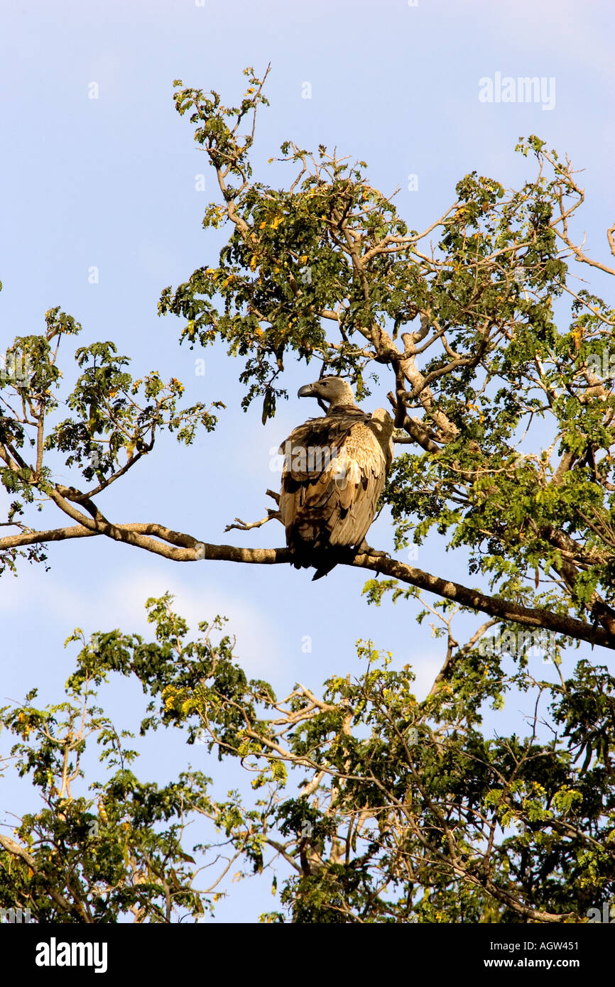 vulture in tree Stock Photo - Alamy