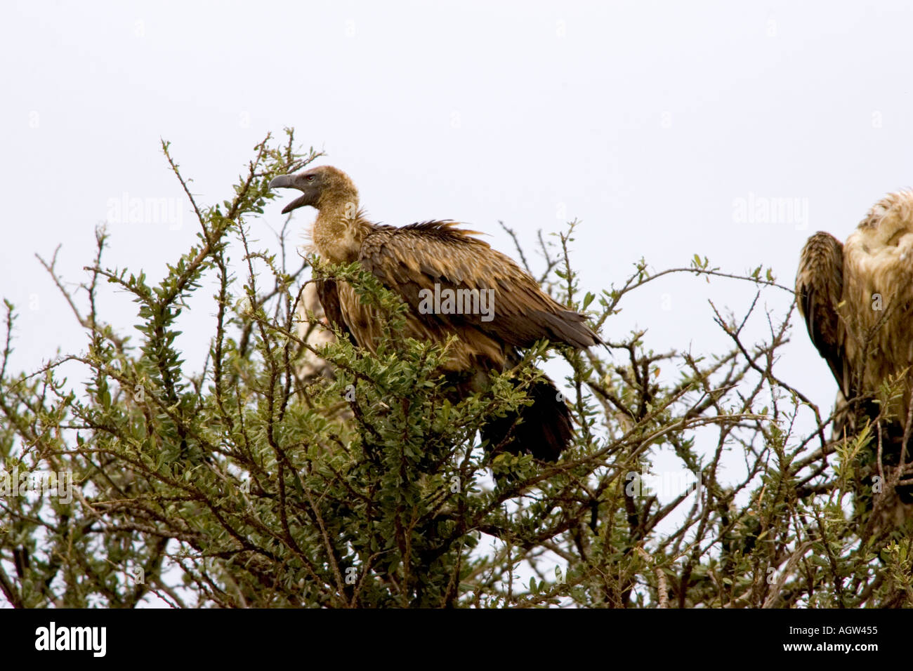 vulture in tree Stock Photo - Alamy