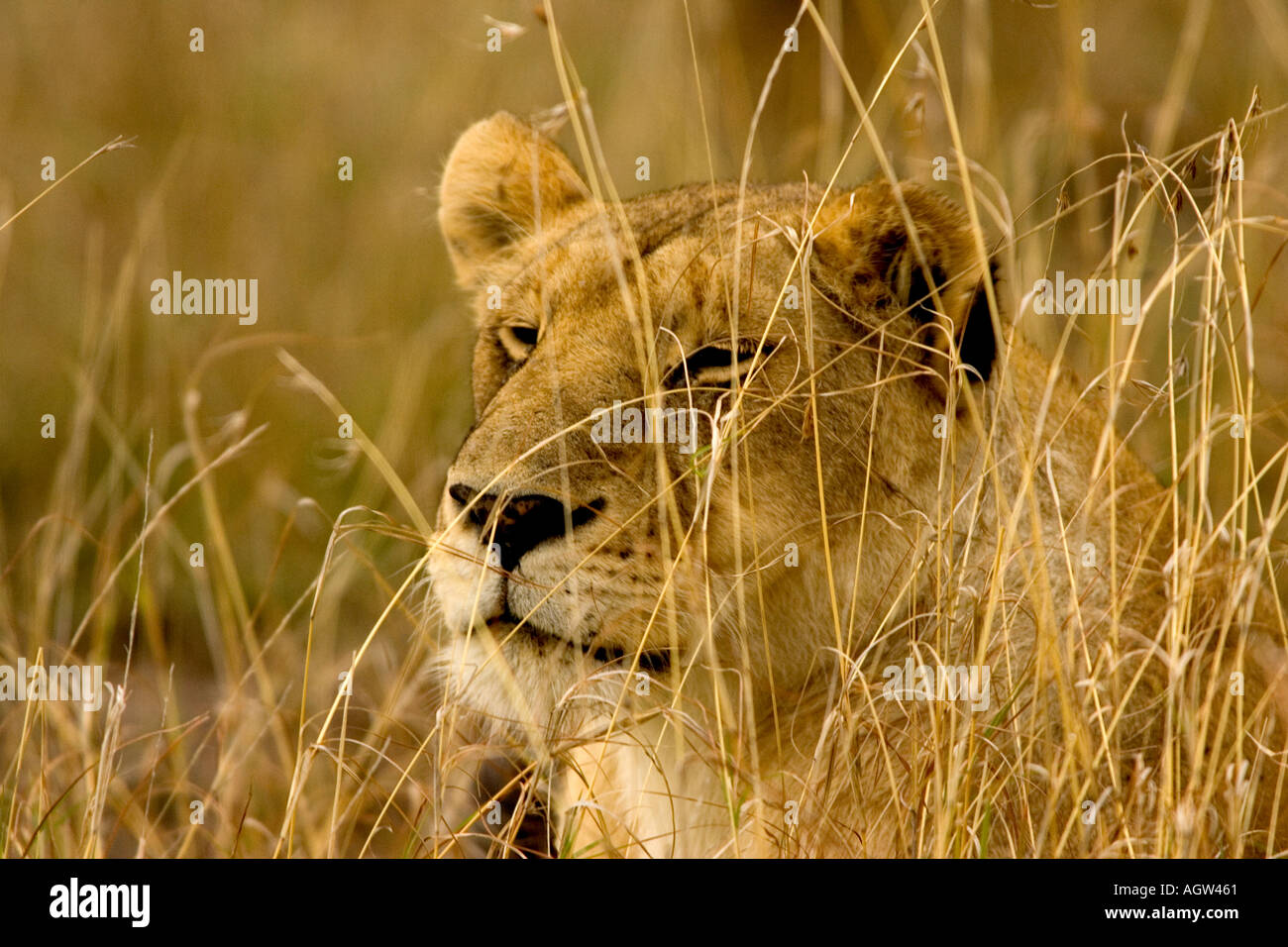 lioness hiding in the long grass Stock Photo - Alamy