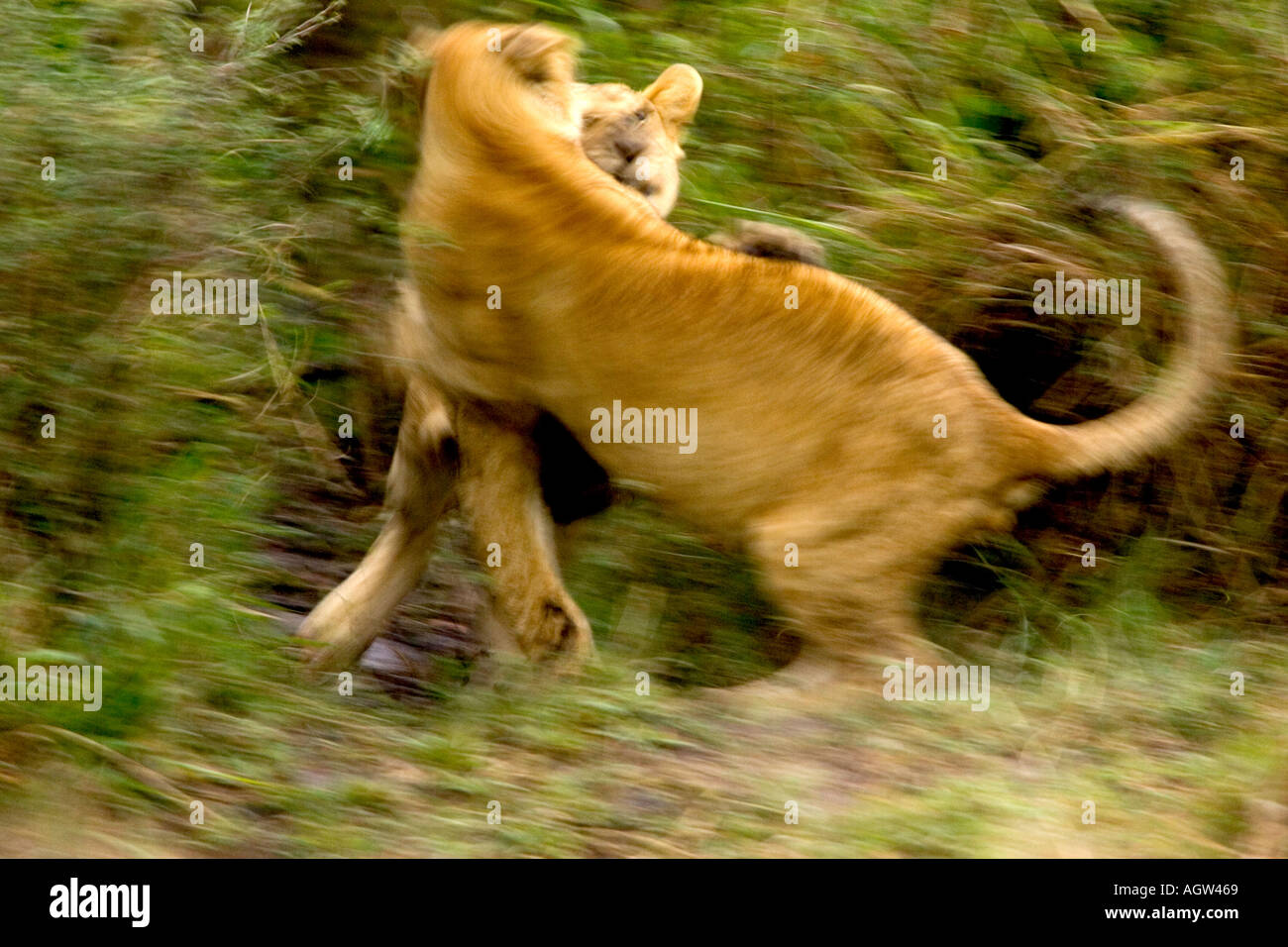Female lions hunting hi-res stock photography and images - Alamy