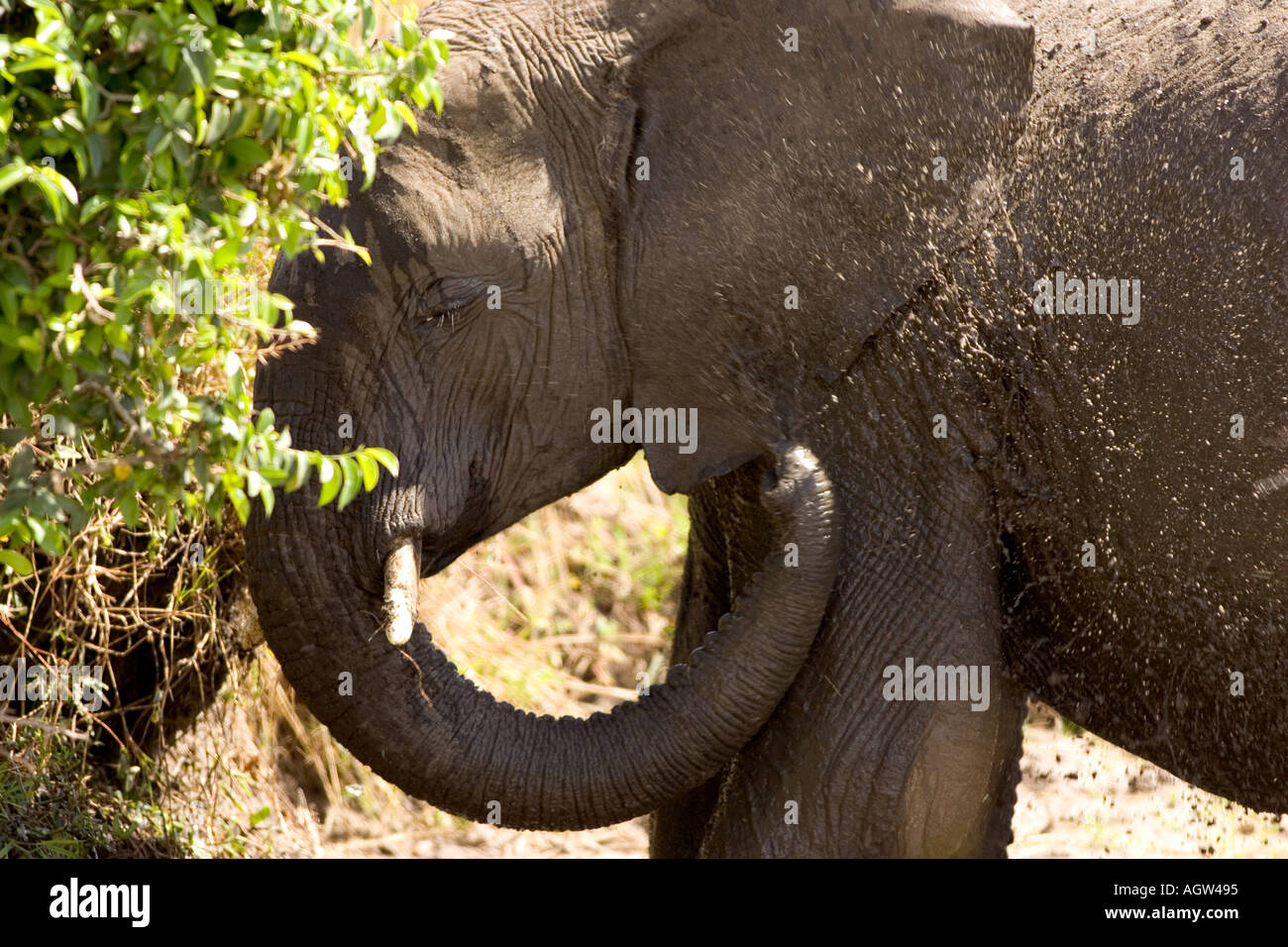 large elephant feeding Stock Photo - Alamy