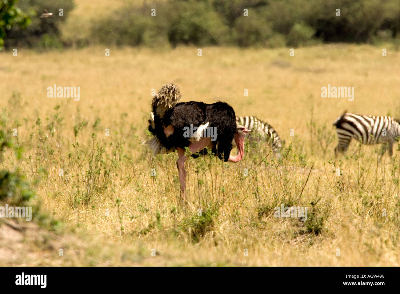 Zebras ostrich hi-res stock photography and images - Alamy