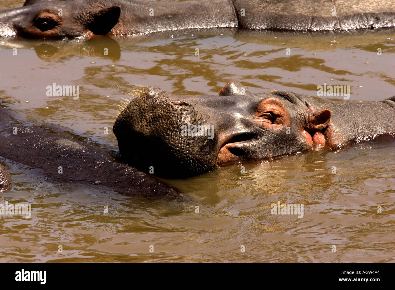 Hippo resting in mara river Stock Photo - Alamy