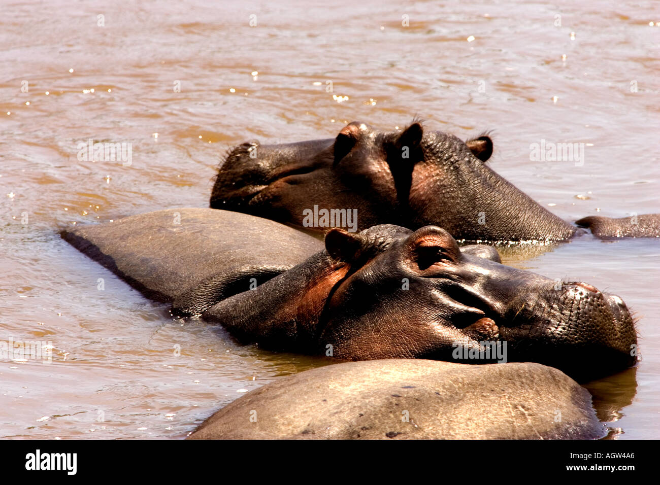Hippo resting in mara river Stock Photo - Alamy