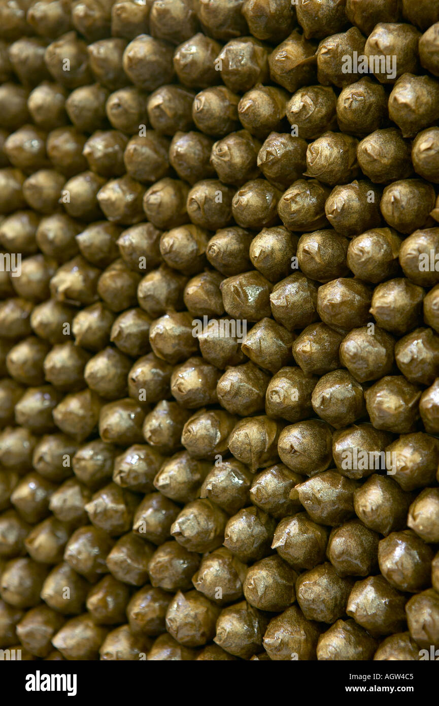 Cigar tips hi-res stock photography and images - Alamy