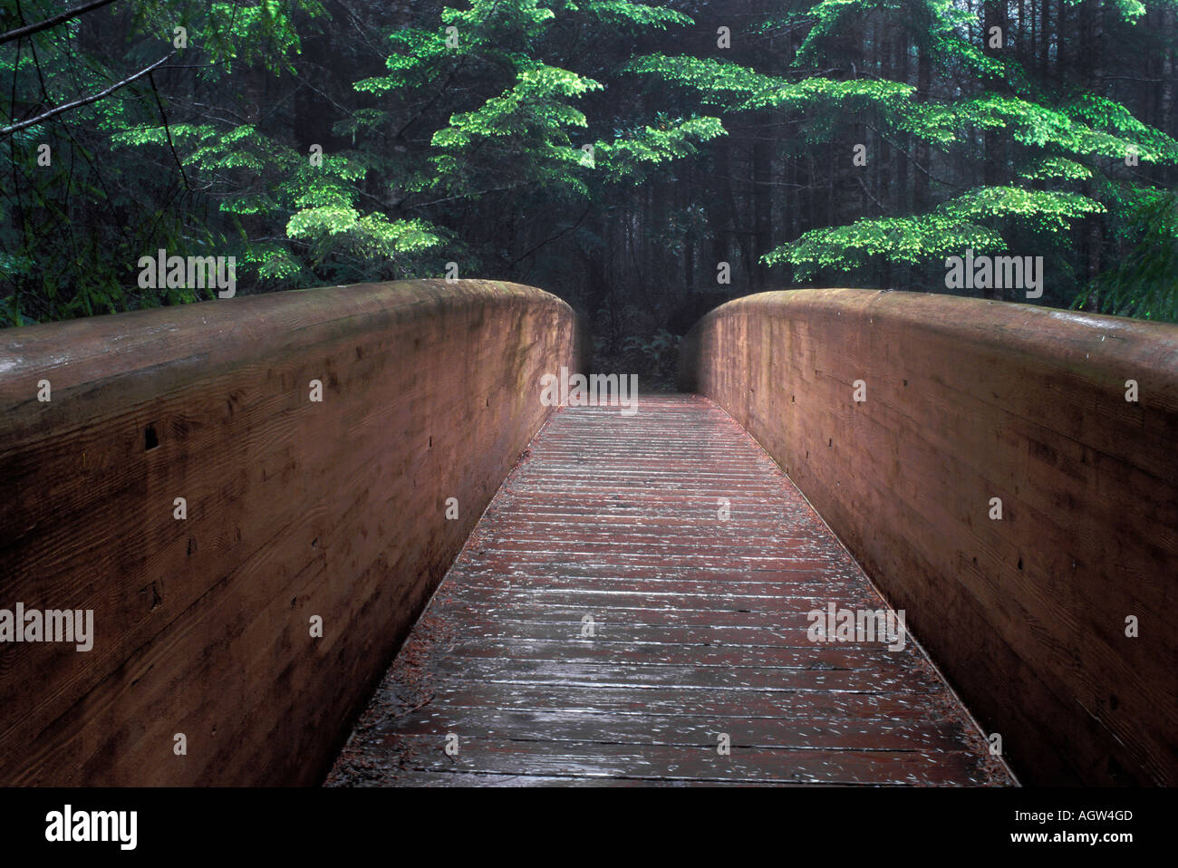 Redwood forest tree art hi-res stock photography and images - Alamy