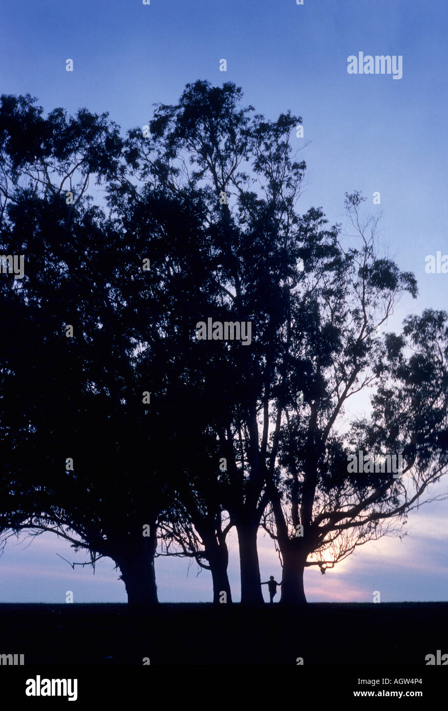 An overall photo of a silhouetted person standing next to a tree Stock ...