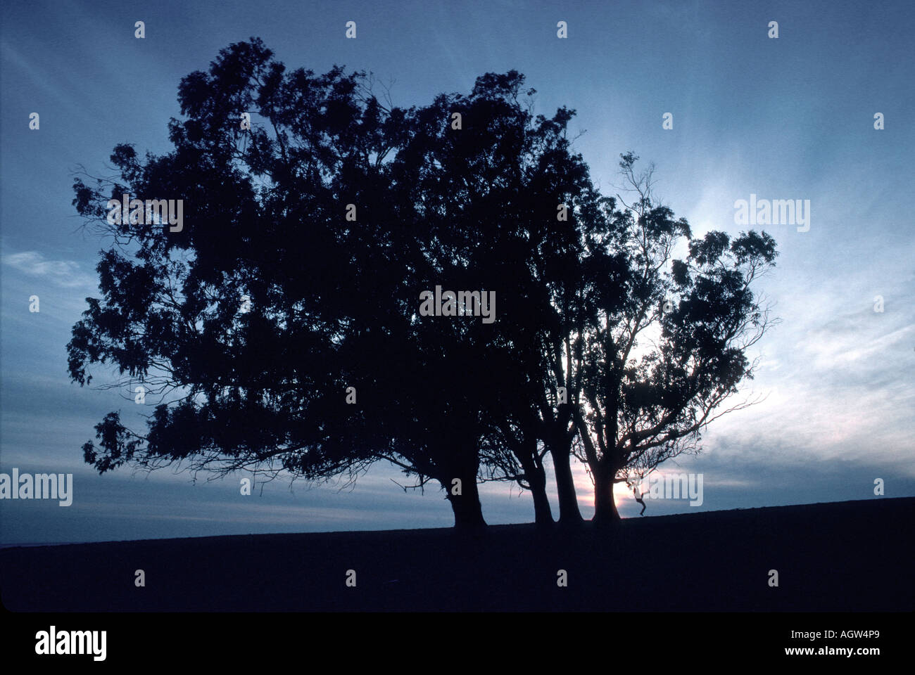 An overall photo of a silhouetted person standing next to a tree Stock ...
