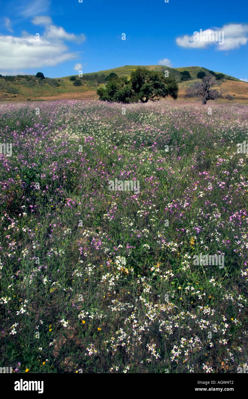 Wildflowers bloom in spring in California Central Coast Stock Photo - Alamy