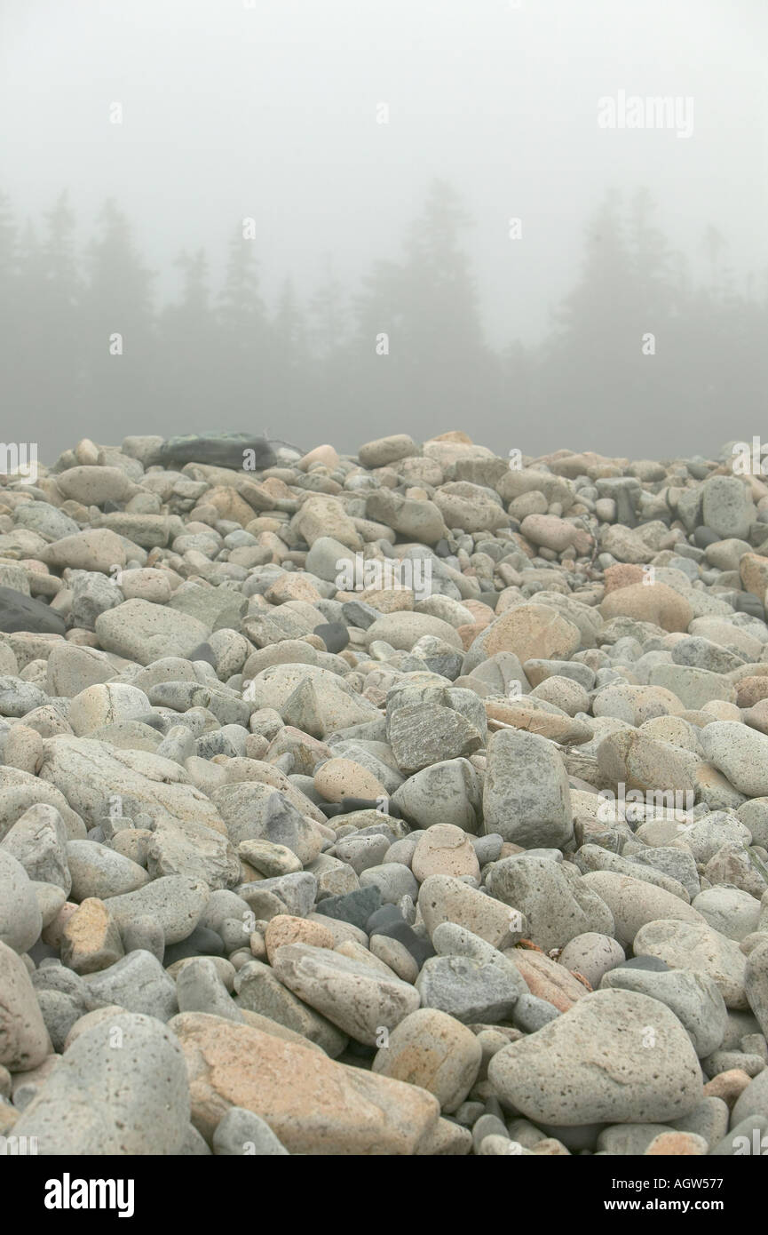 Misty pine trees hi-res stock photography and images - Alamy