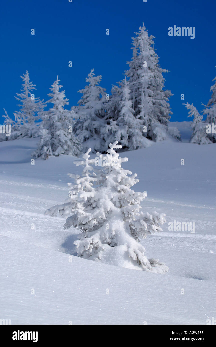 Snowy mountain trees Stock Photo - Alamy