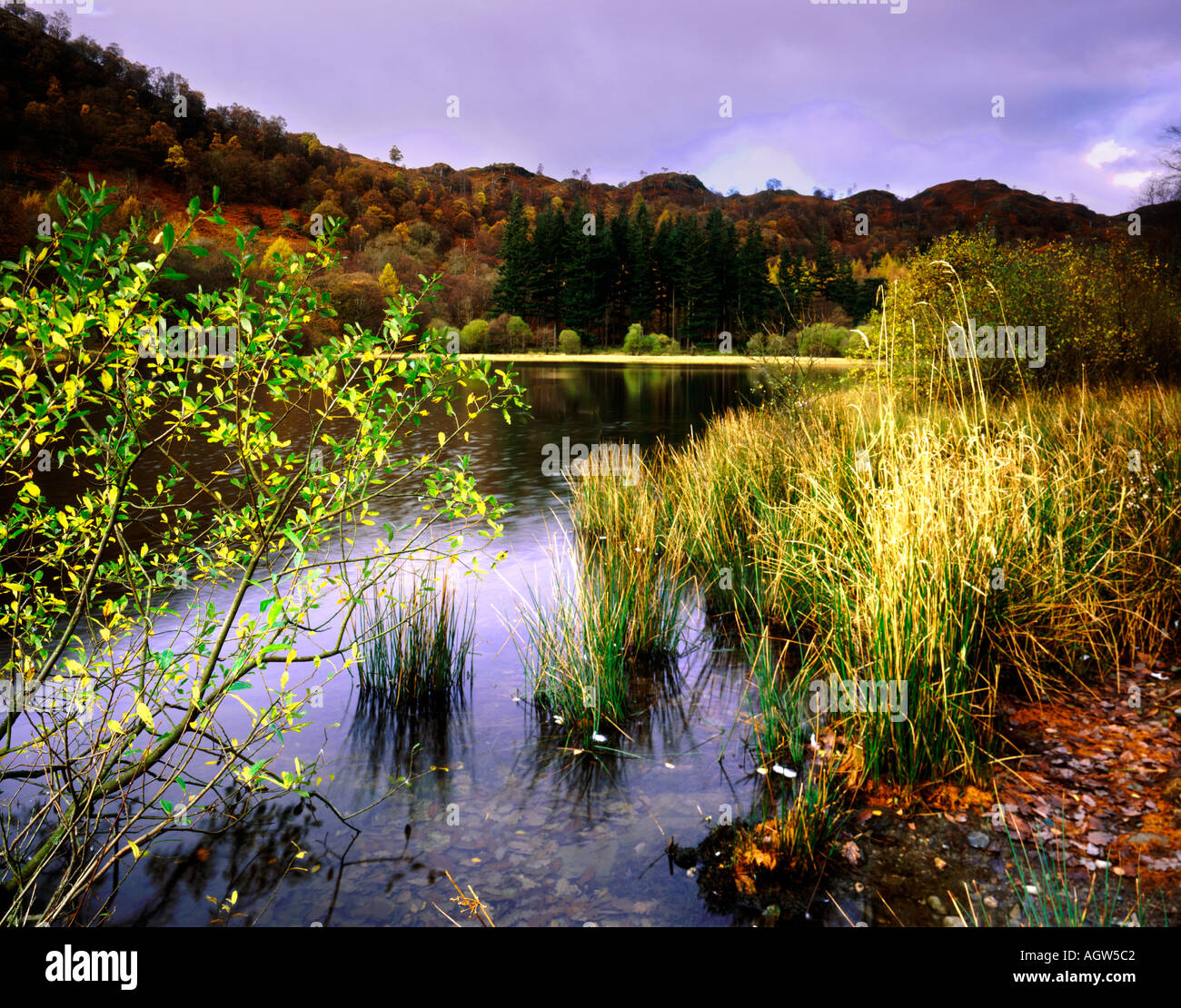 Yew Tree Tarn Lake District Cumbria UK Stock Photo - Alamy