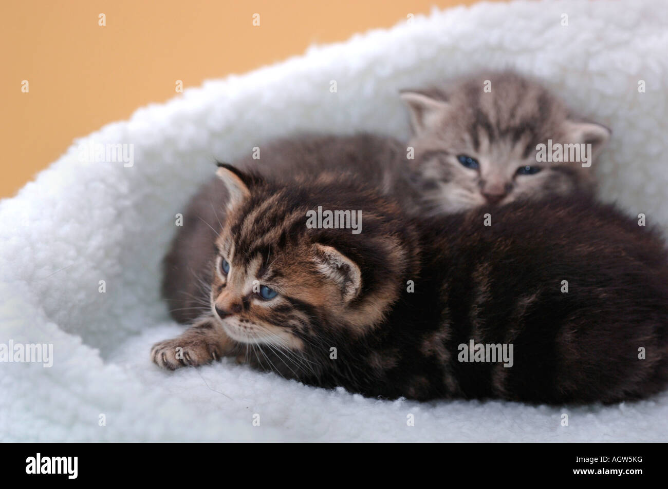 A Pair Of 3 Week Old Kittens Stock Photo - Alamy