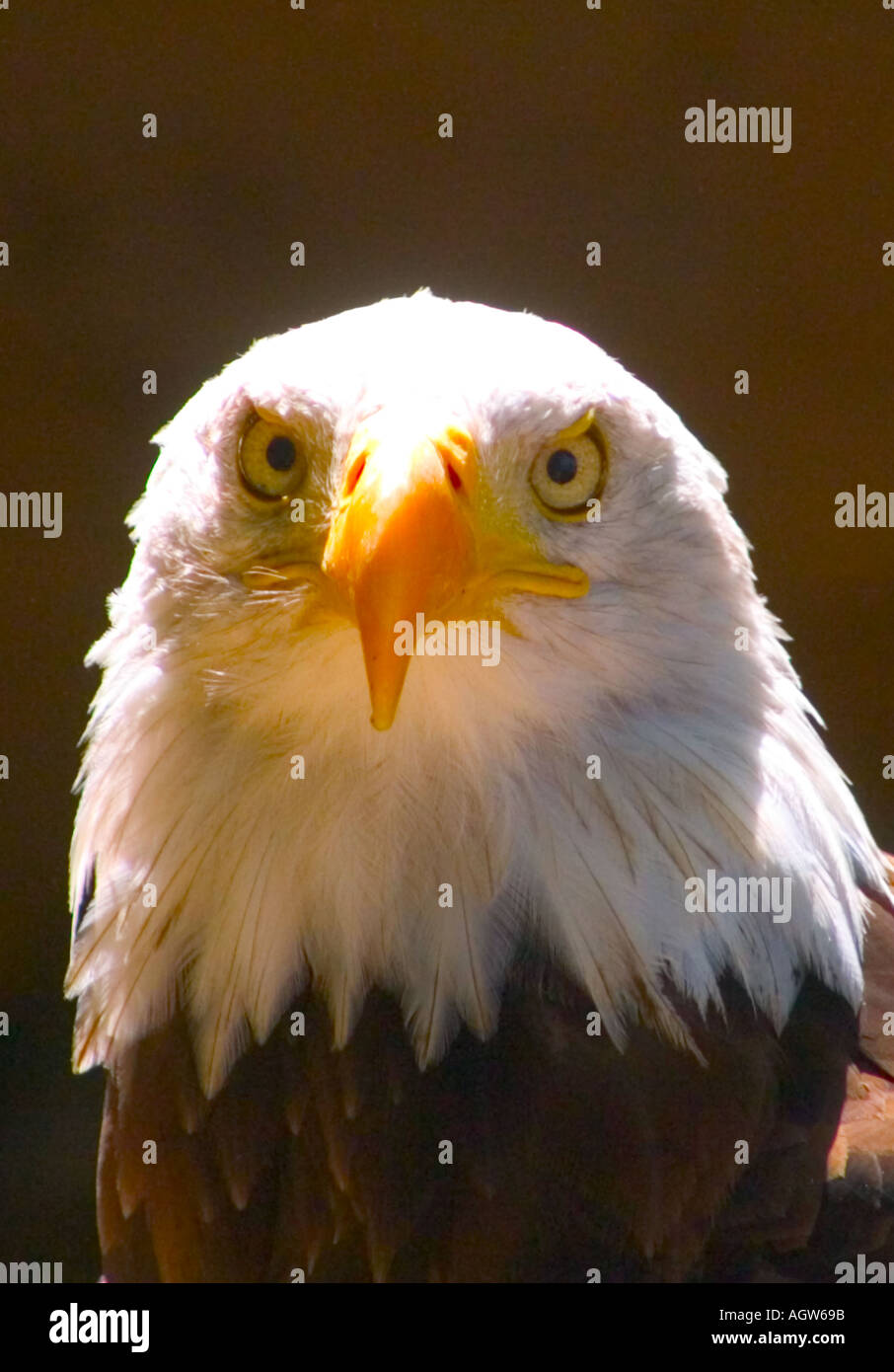 Bold bird hi-res stock photography and images - Alamy