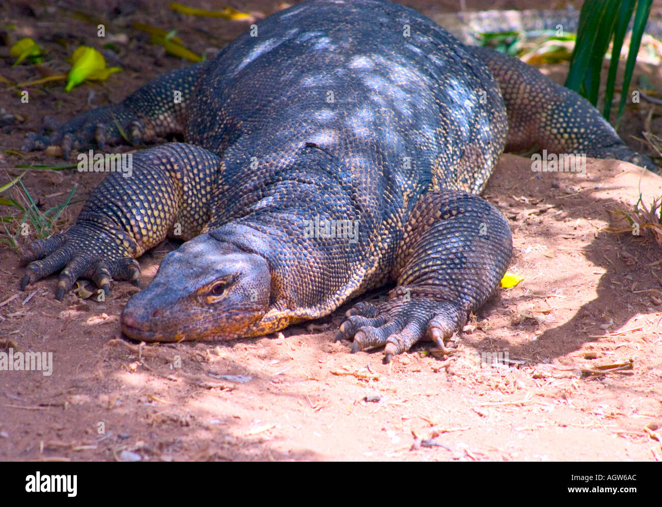 Jungle giant animal hi-res stock photography and images - Alamy