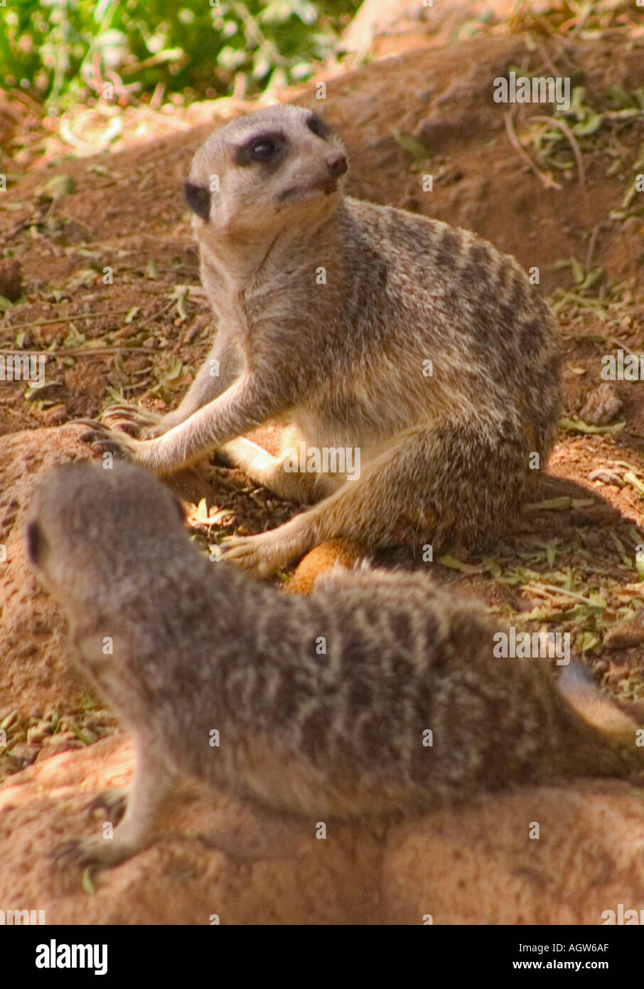 Tenerife cats hi-res stock photography and images - Alamy