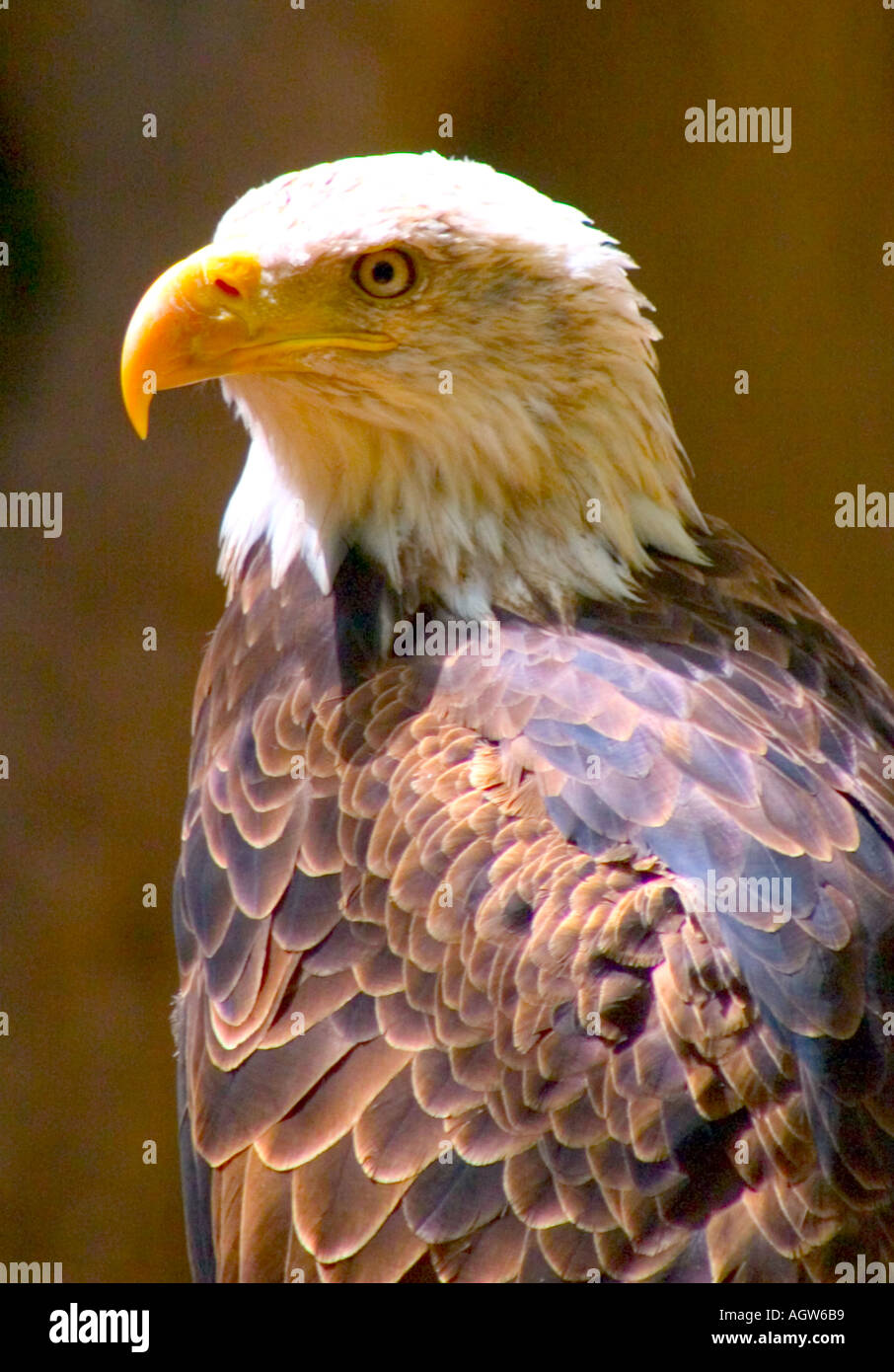 Bold Eagle Bird Tropical Stock Photo - Alamy