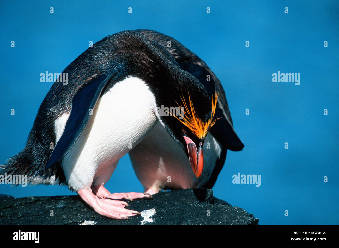 Two macaroni penguins hi-res stock photography and images - Alamy
