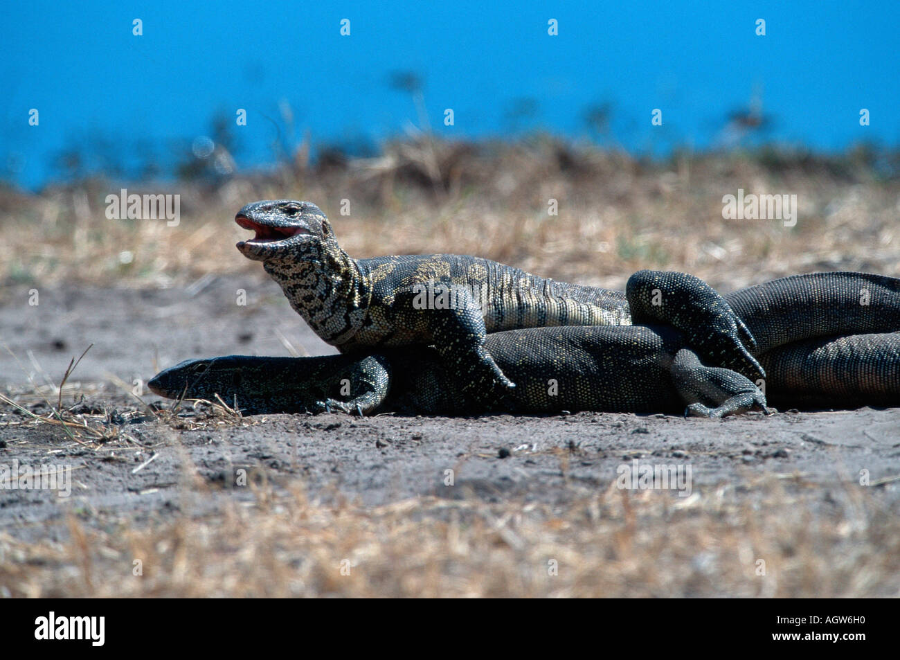 Nile monitors hi-res stock photography and images - Alamy