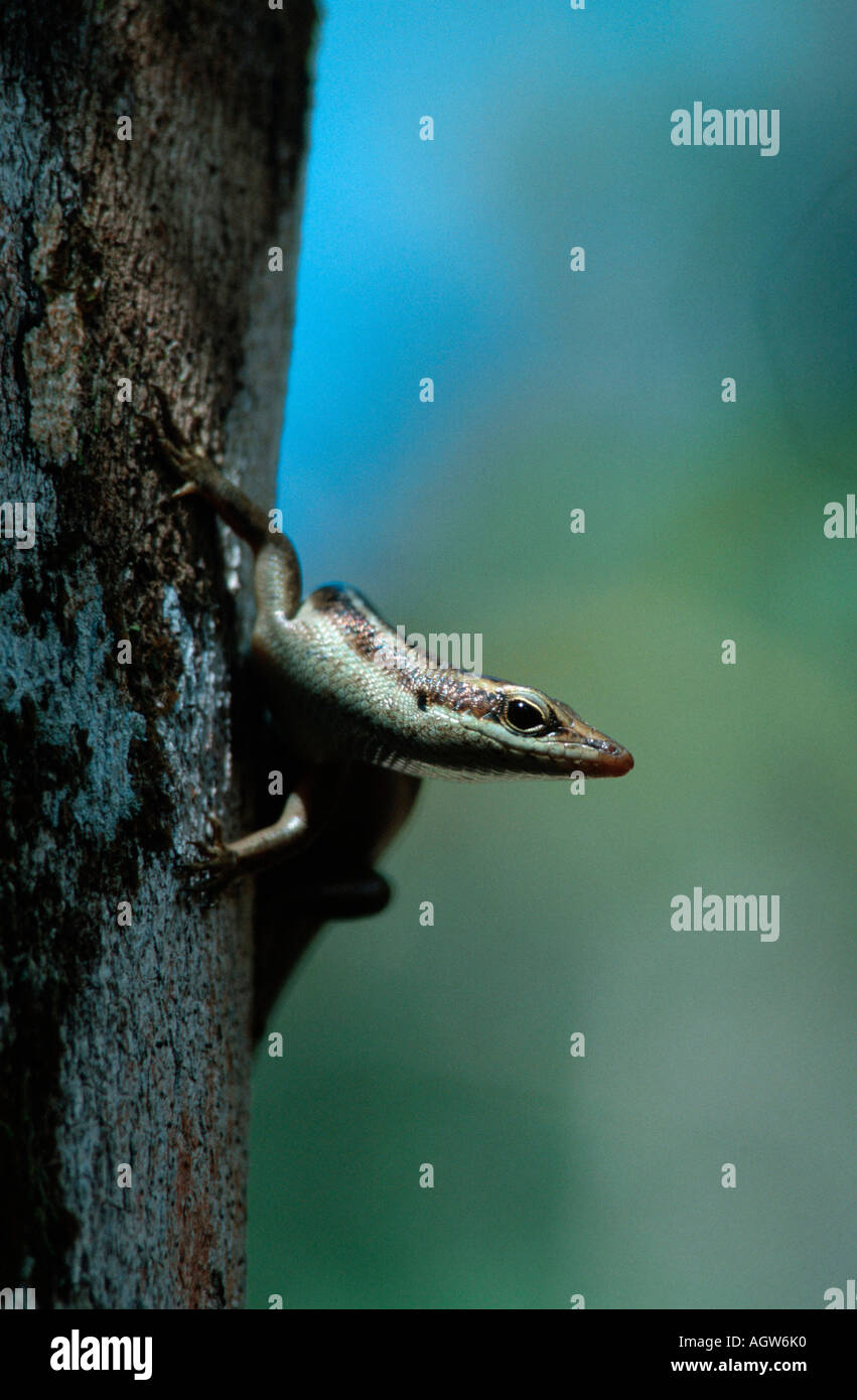Mabuya seychellensis hi-res stock photography and images - Alamy