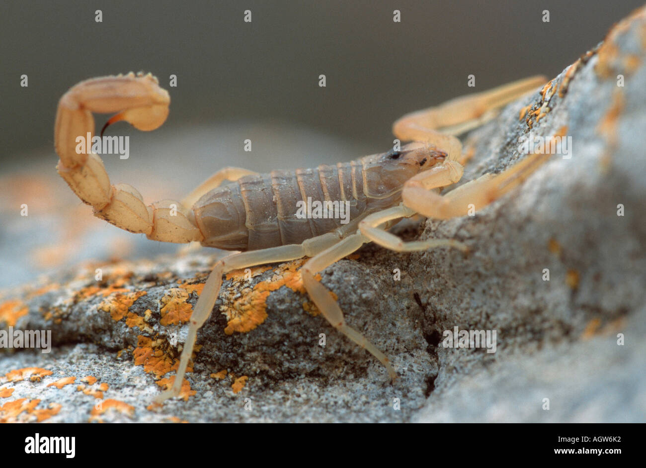 Euscorpius Stock Photos & Euscorpius Stock Images - Alamy