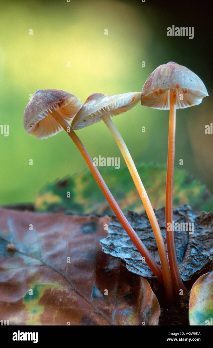 Mycenas hi-res stock photography and images - Alamy