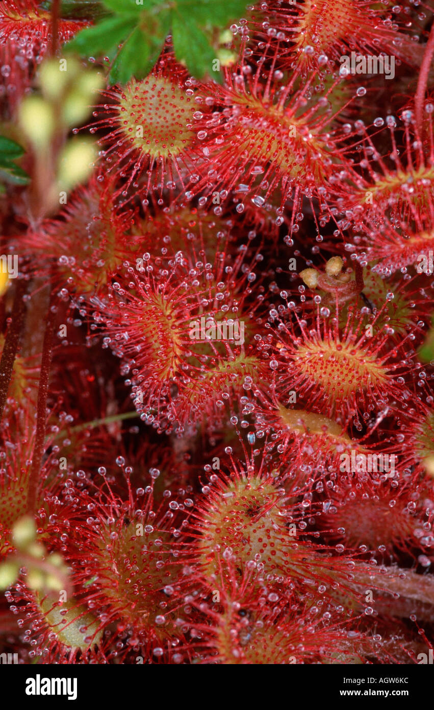 Sundew scotland hi-res stock photography and images - Alamy