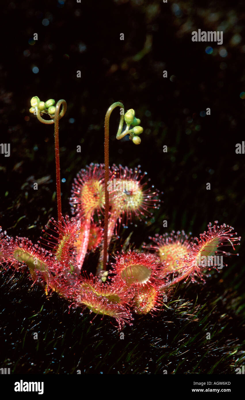 Sundew scotland hi-res stock photography and images - Alamy