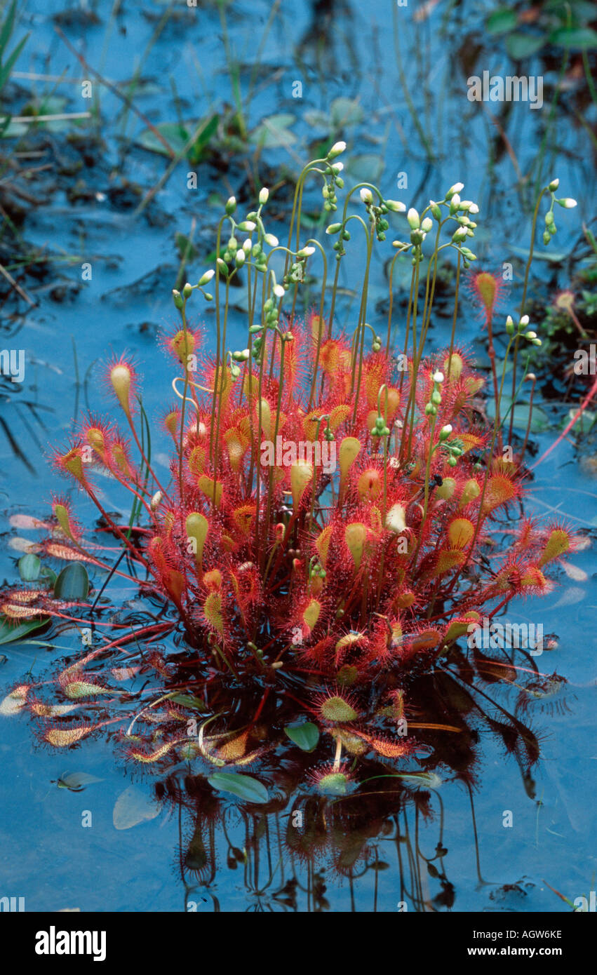 Great sundew plants hi-res stock photography and images - Alamy