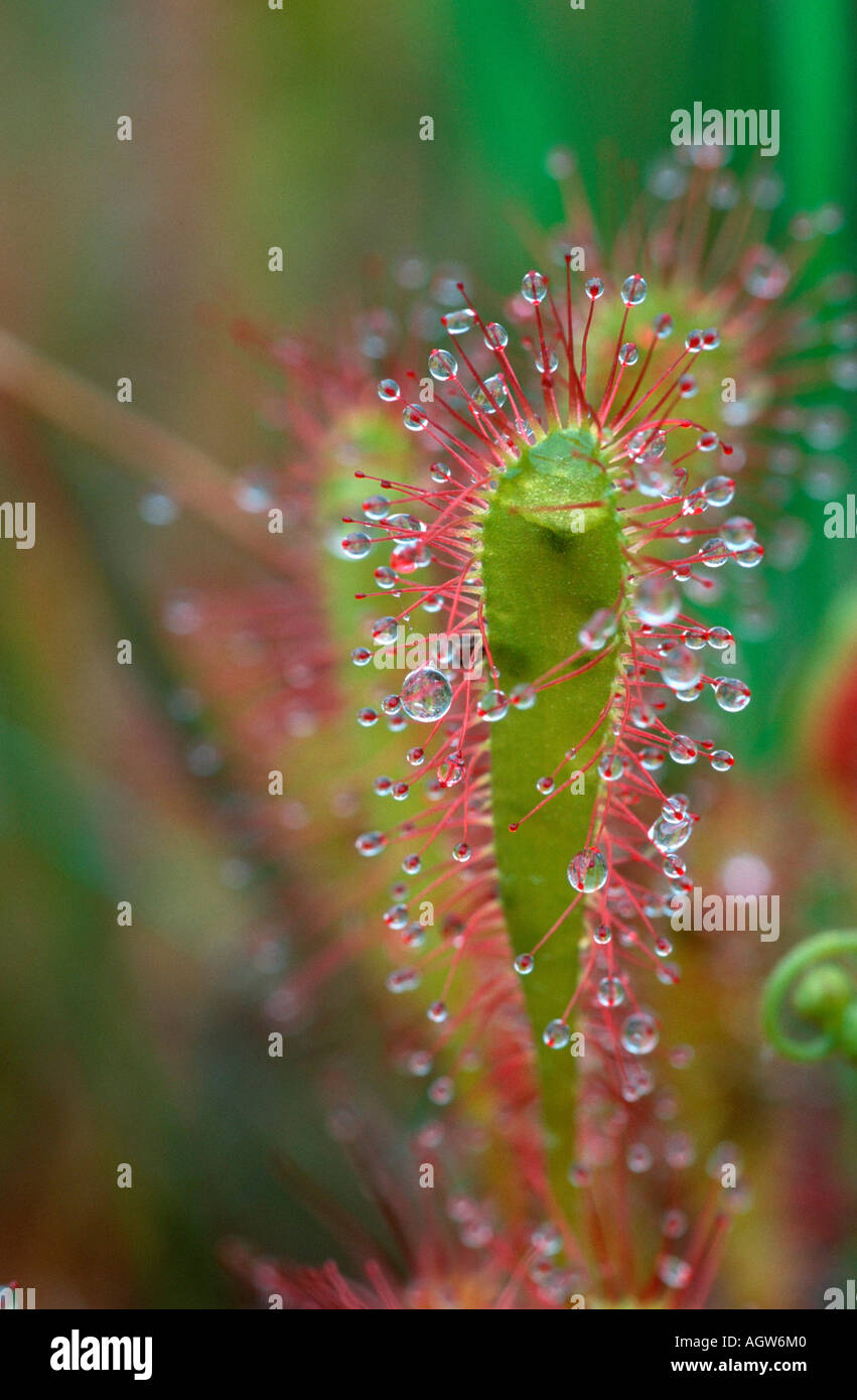 Sundew scotland hi-res stock photography and images - Alamy