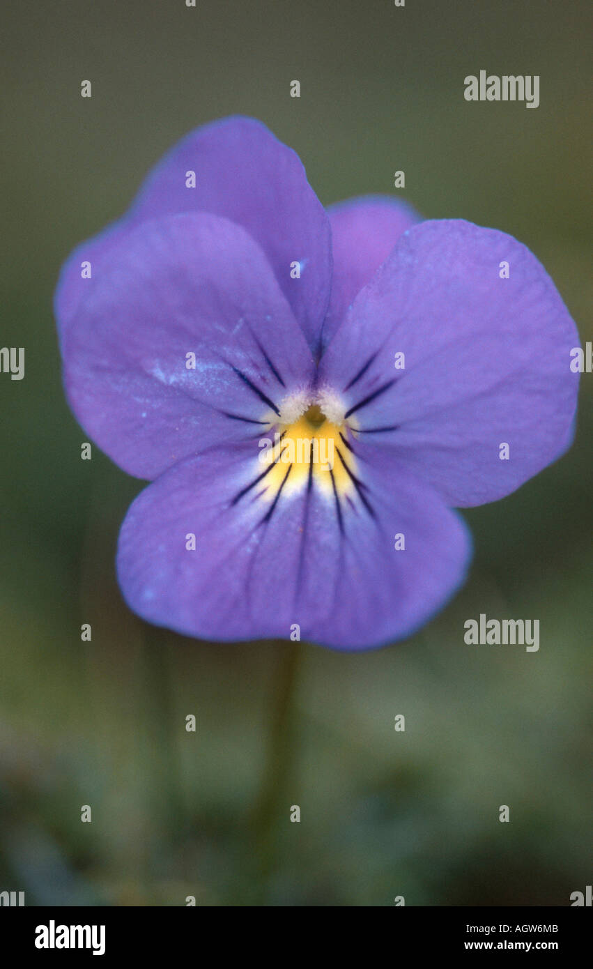 Long spurred flowers hi-res stock photography and images - Alamy