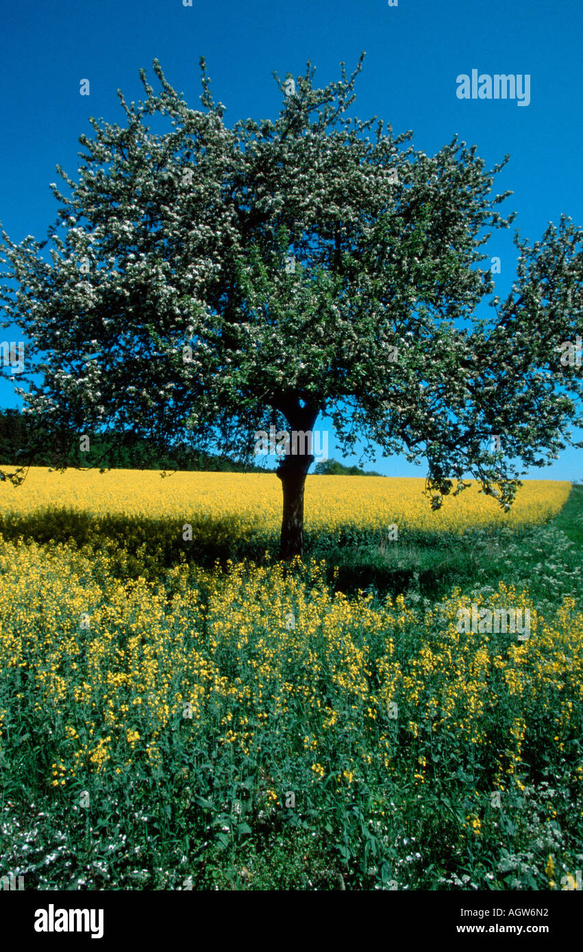 Apple Tree in Rape Field Stock Photo - Alamy