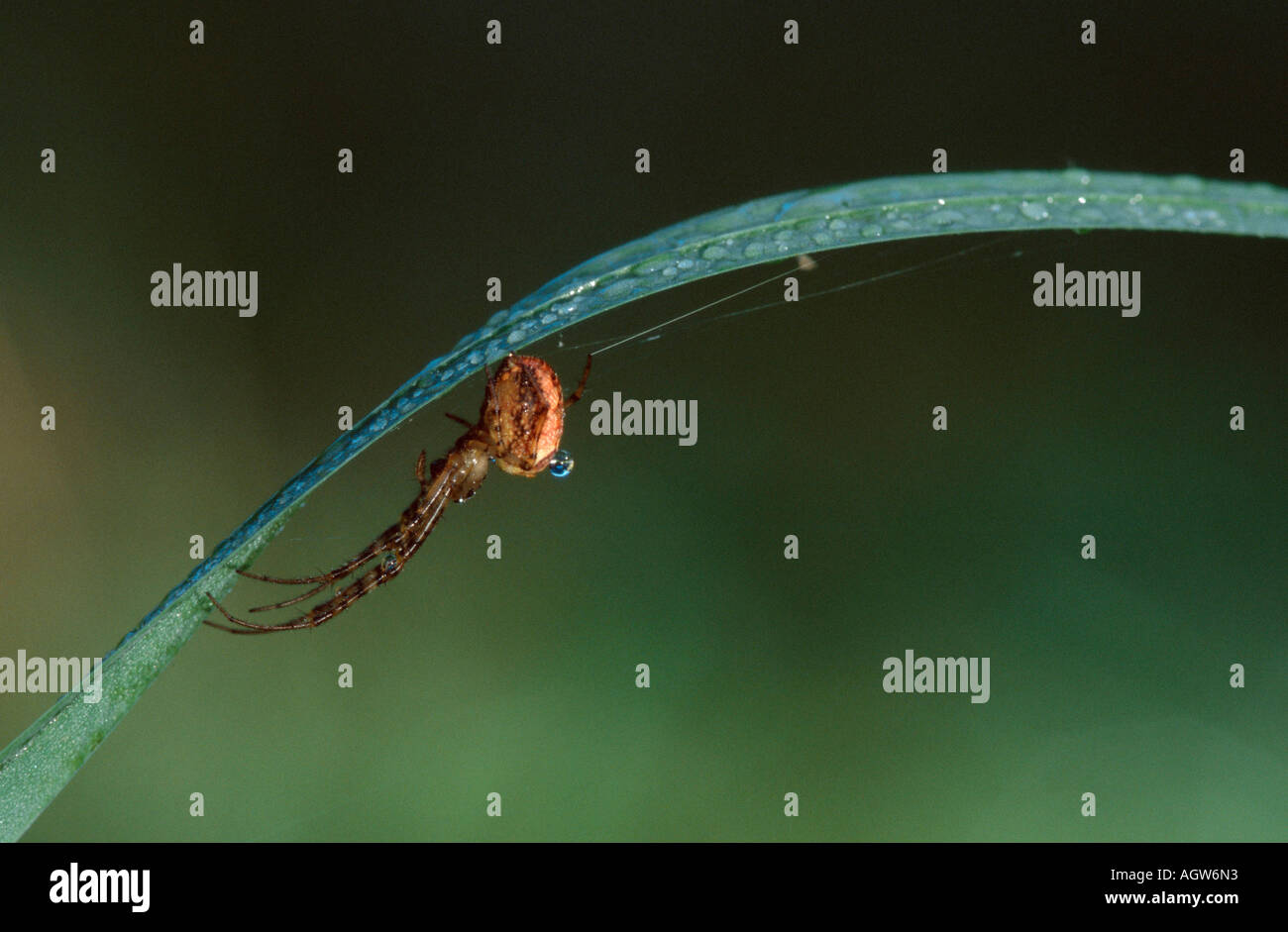 Meta europa hi-res stock photography and images - Alamy