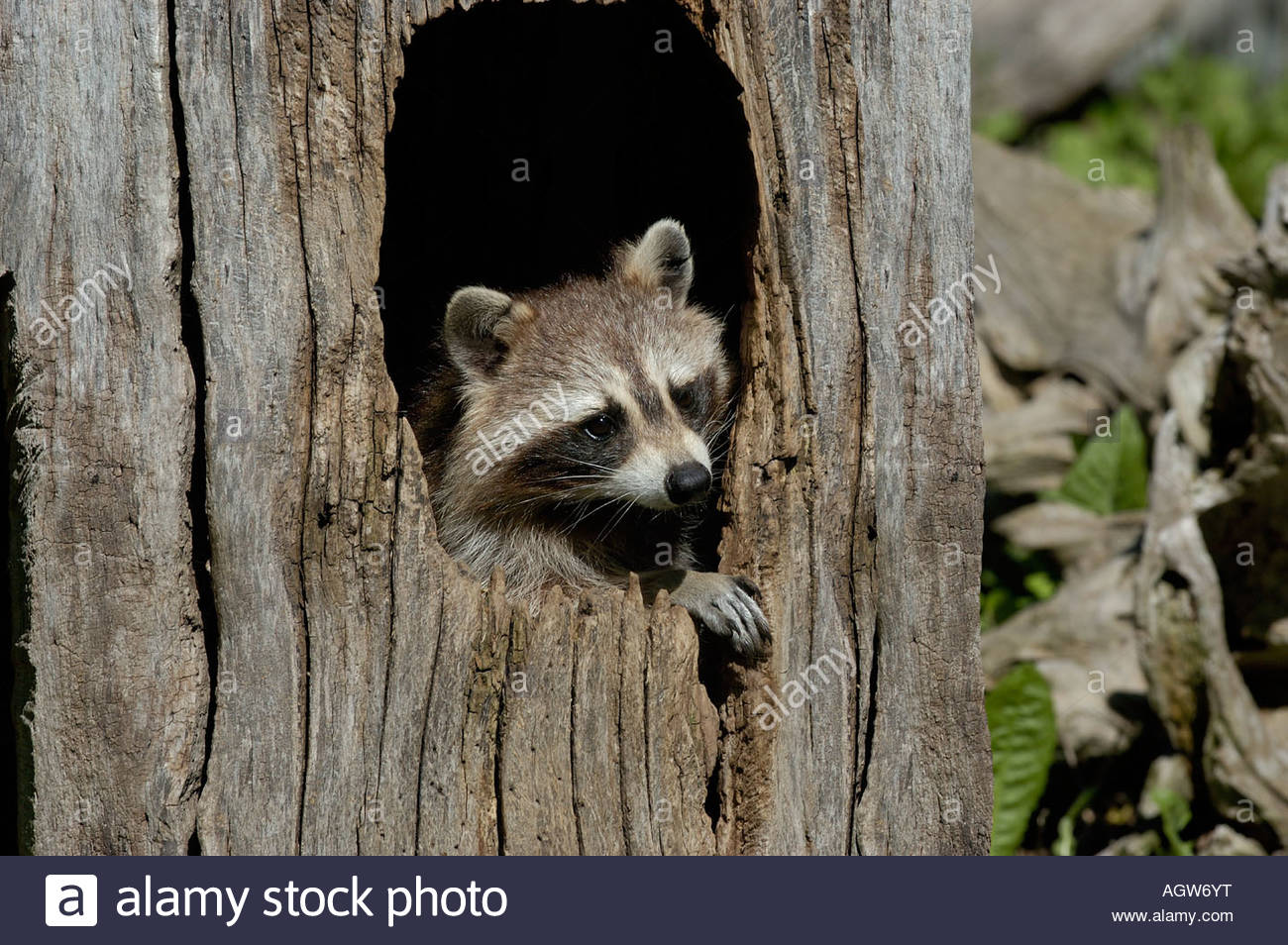 Raccoon Den Stock Photos & Raccoon Den Stock Images - Alamy