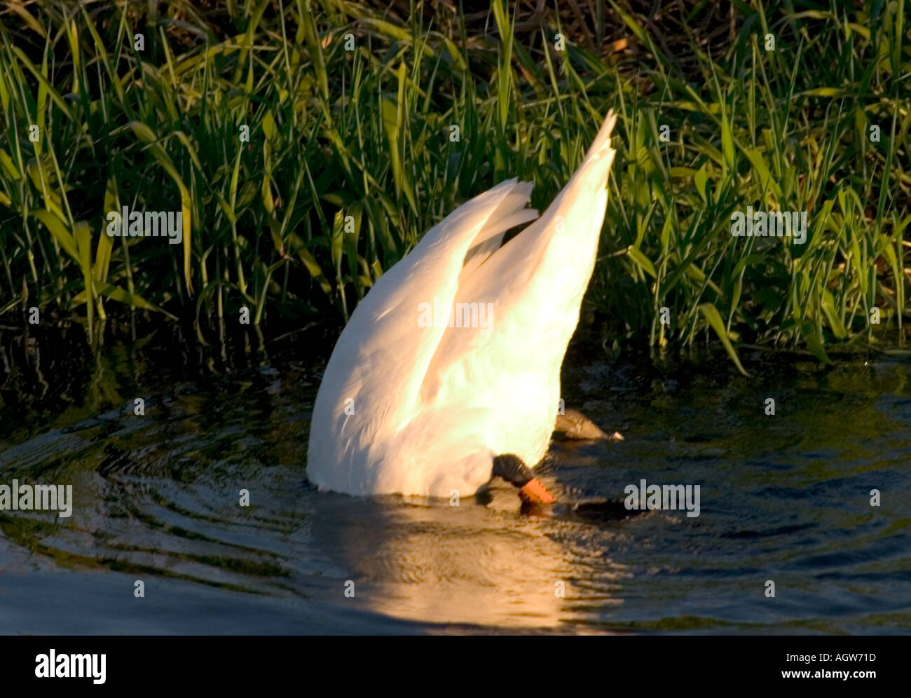 Swan White River Grass diving for food nature calendar brochure Stock ...
