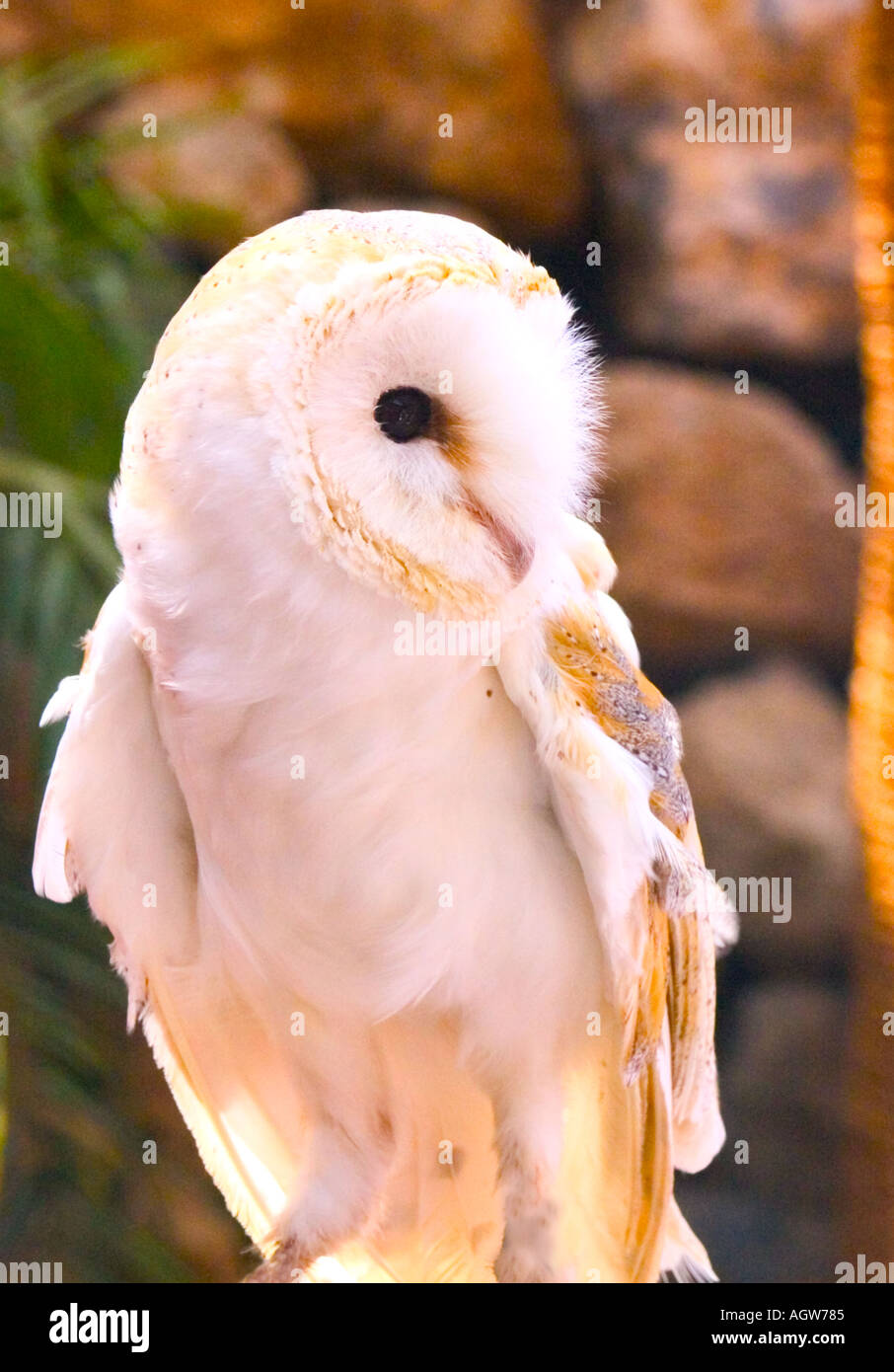 White Owl Owl Barn Wild life animal Stock Photo - Alamy