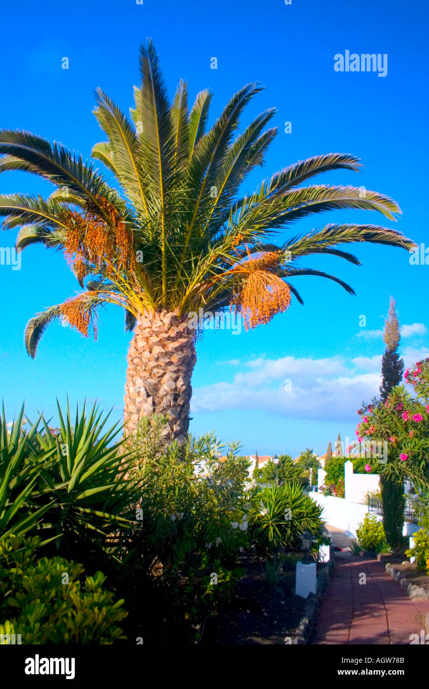Palm Tree Blue sky Holiday Brochure Stock Photo - Alamy