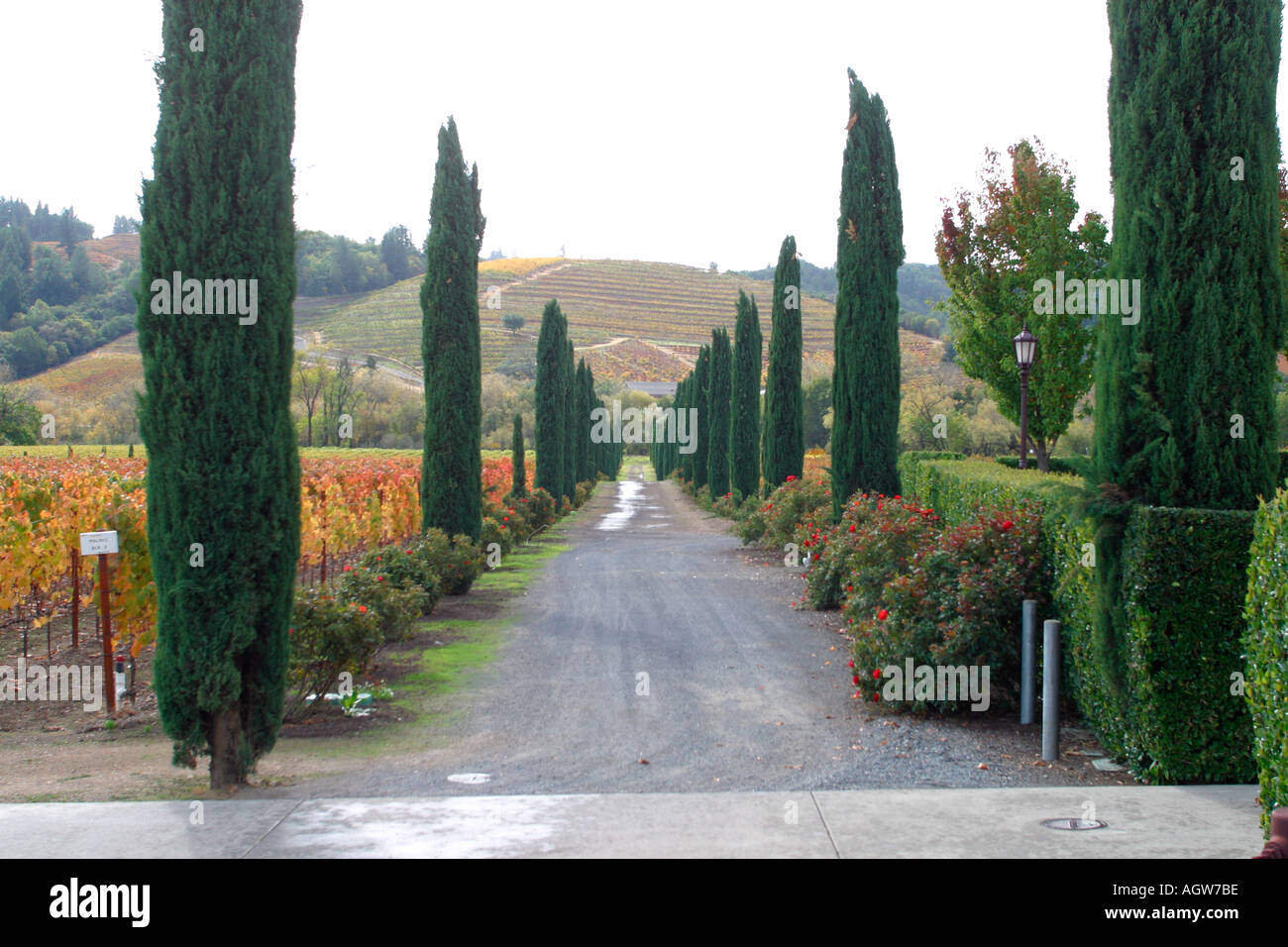 Ferrari carano vineyards hi-res stock photography and images - Alamy