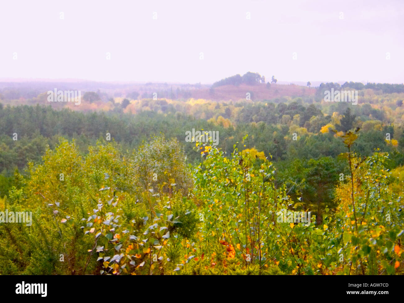 Woodland Dorset Forest Green Blue Sky Grass Book Shrubs Stock Photo - Alamy