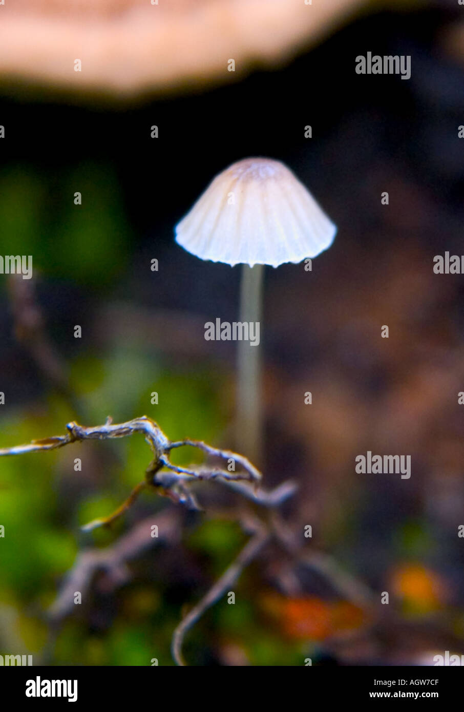 Mushroom Toadstool Forest Woods white tall Book umbrella fungi Stock ...