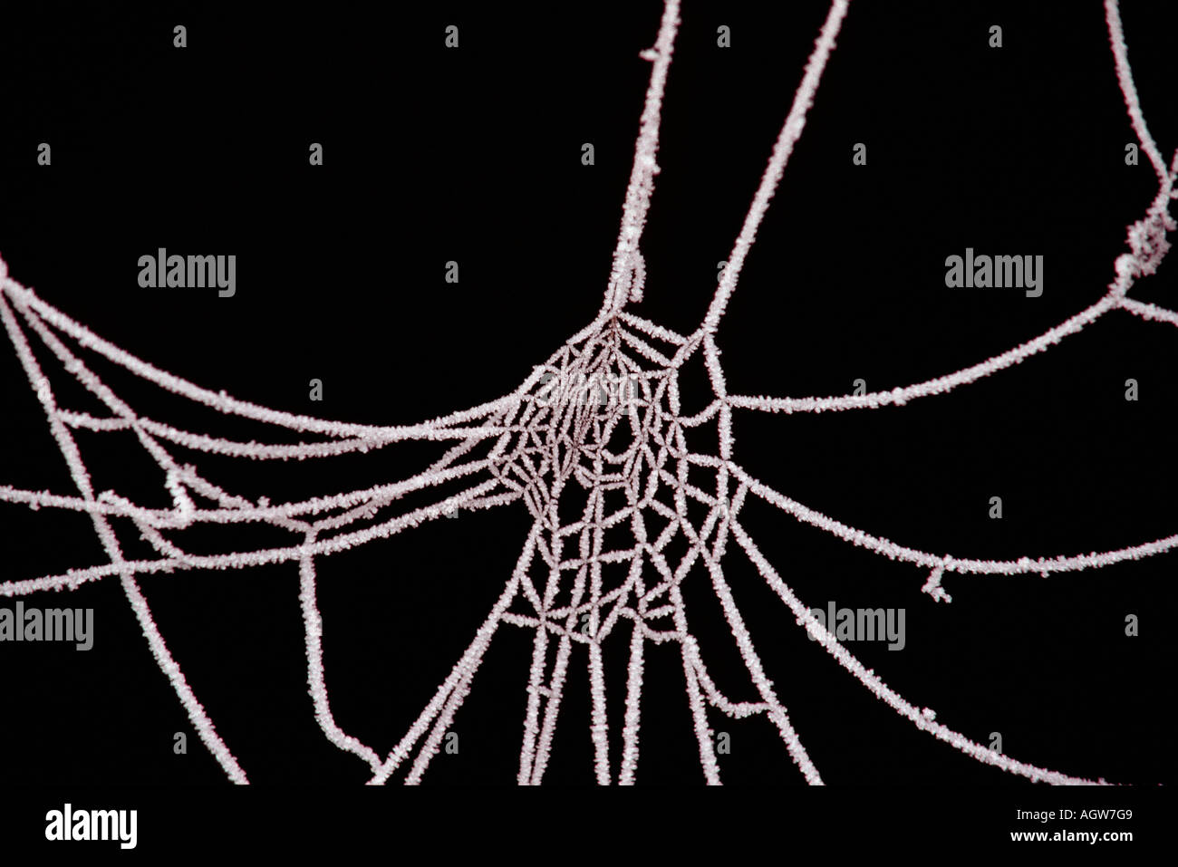 Spider Web / Spinnennetz Stock Photo - Alamy