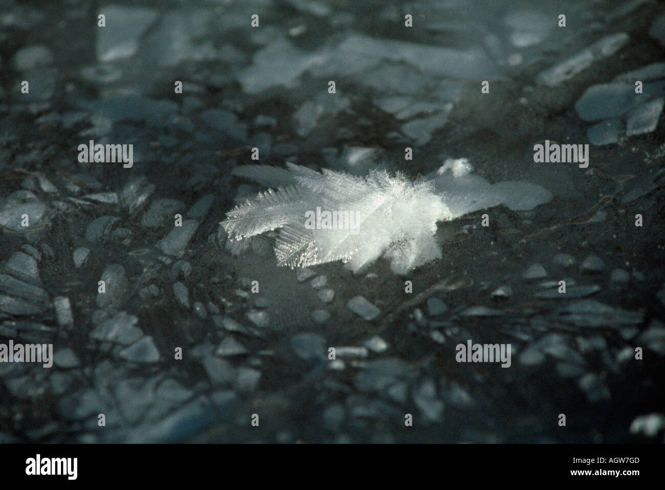 Ice eisblume hi-res stock photography and images - Alamy