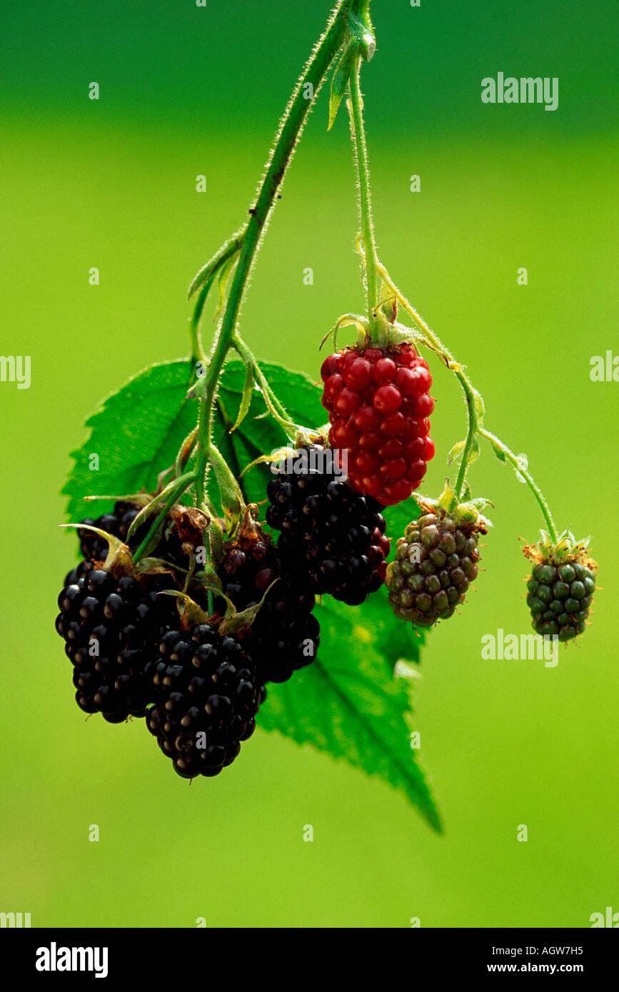 Brombeeren rot hi-res stock photography and images - Alamy