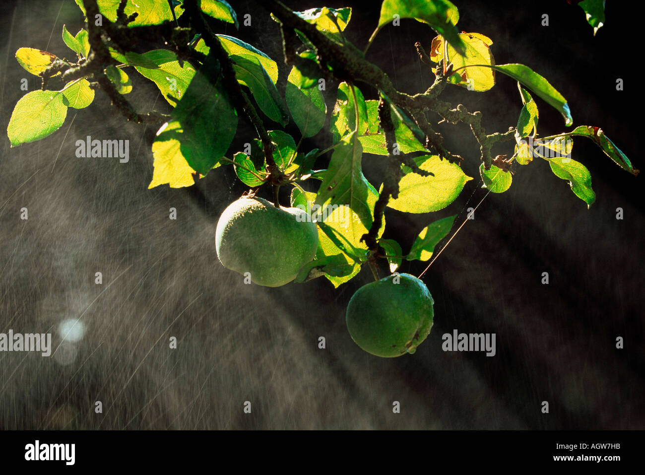 Apples on the tree / Aepfel am Baum Stock Photo - Alamy