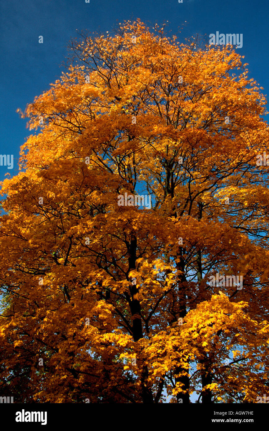 Ahornbaum herbst im hi-res stock photography and images - Alamy