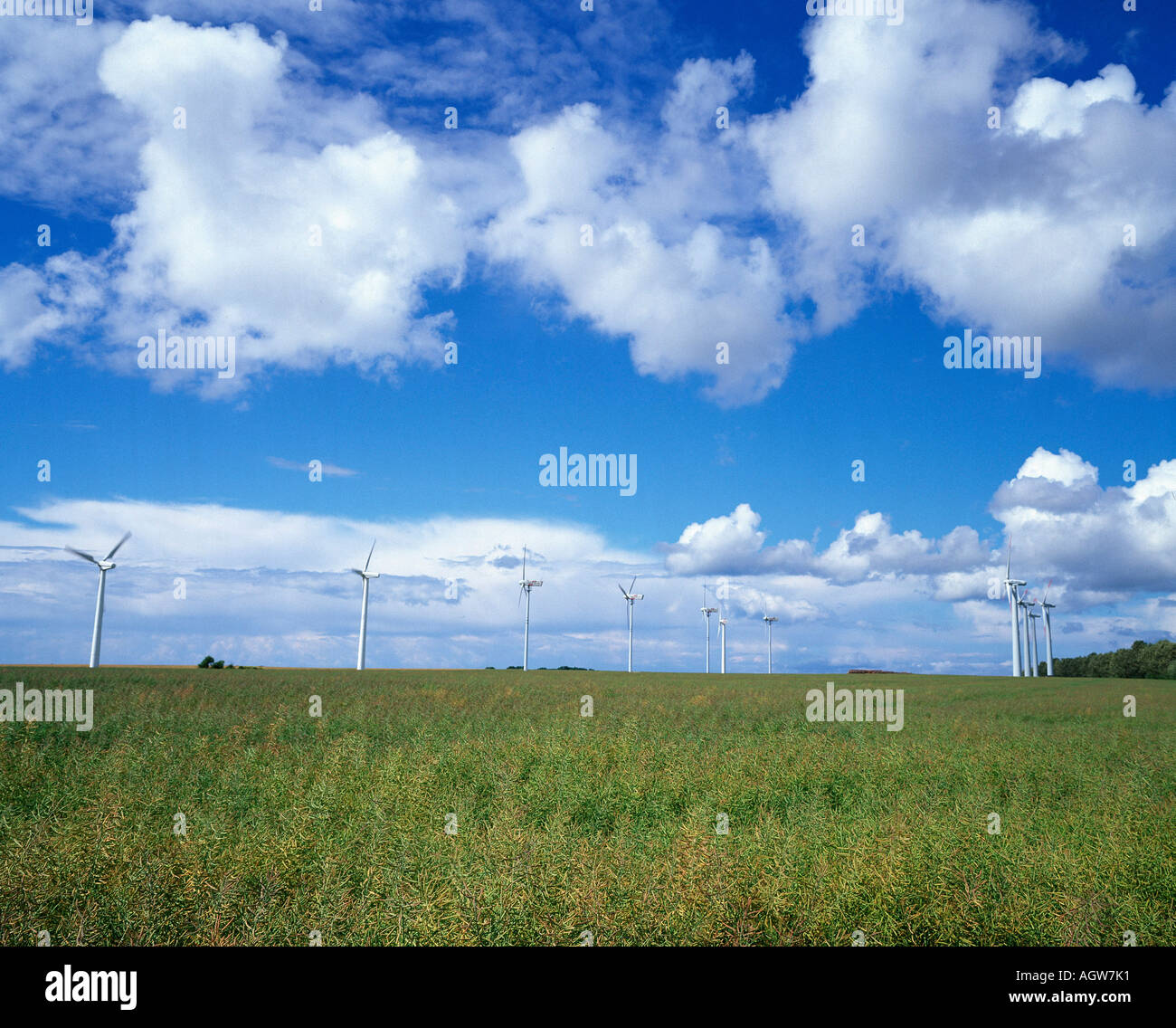 Wilder Wein High Resolution Stock Photography and Images - Alamy