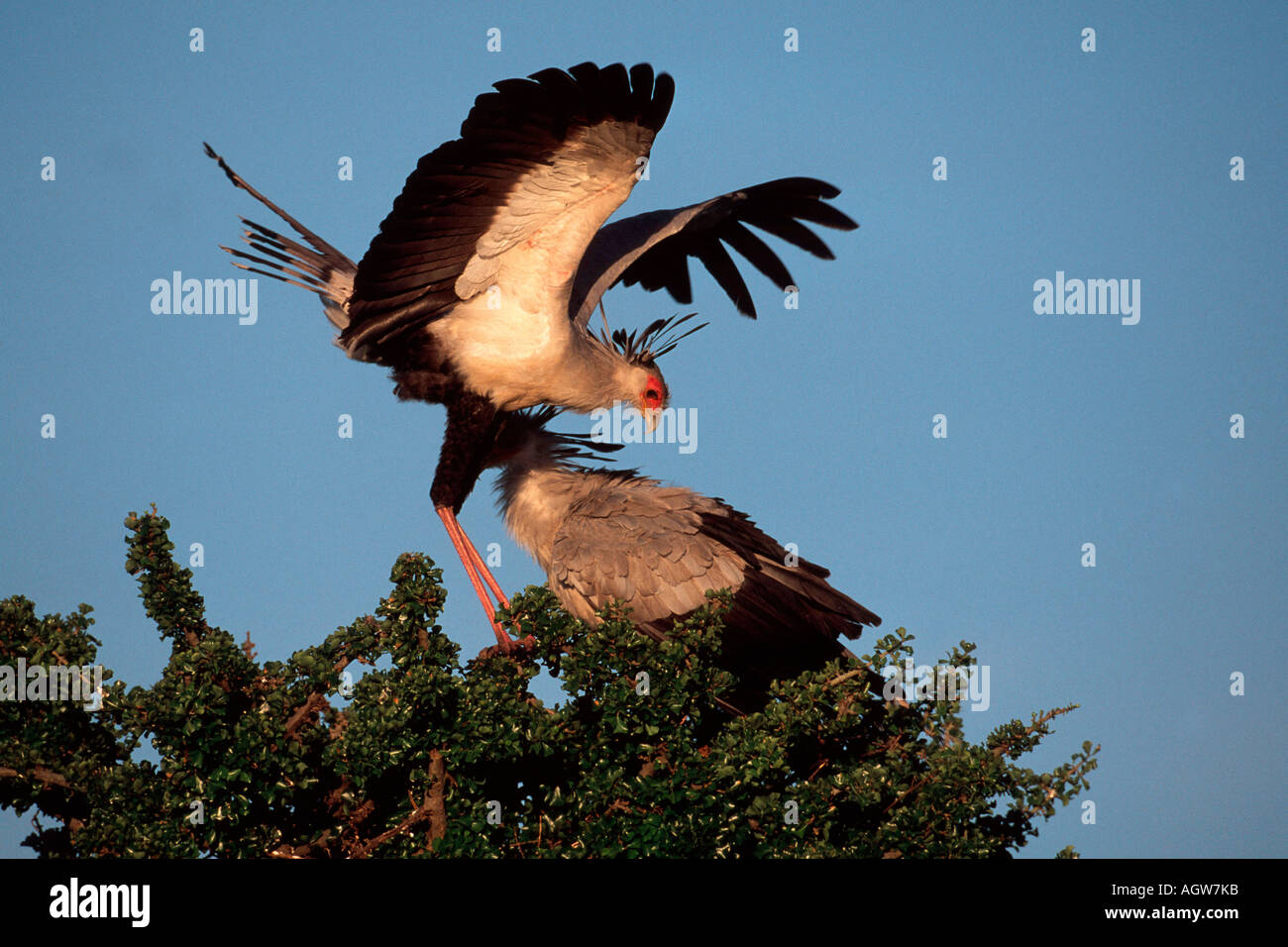 Pair secretary birds hi-res stock photography and images - Alamy