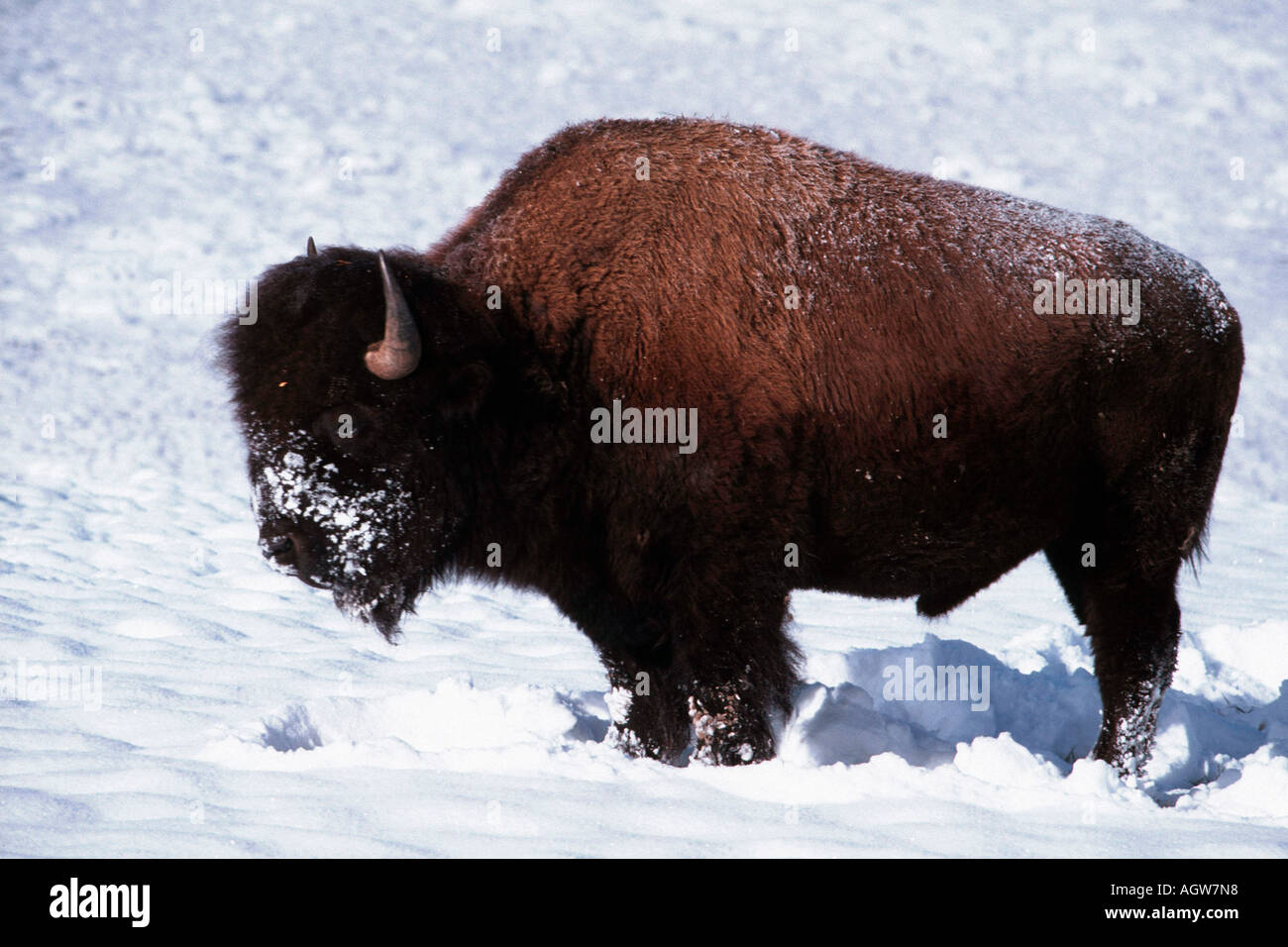 American Bison / Bison Stock Photo - Alamy