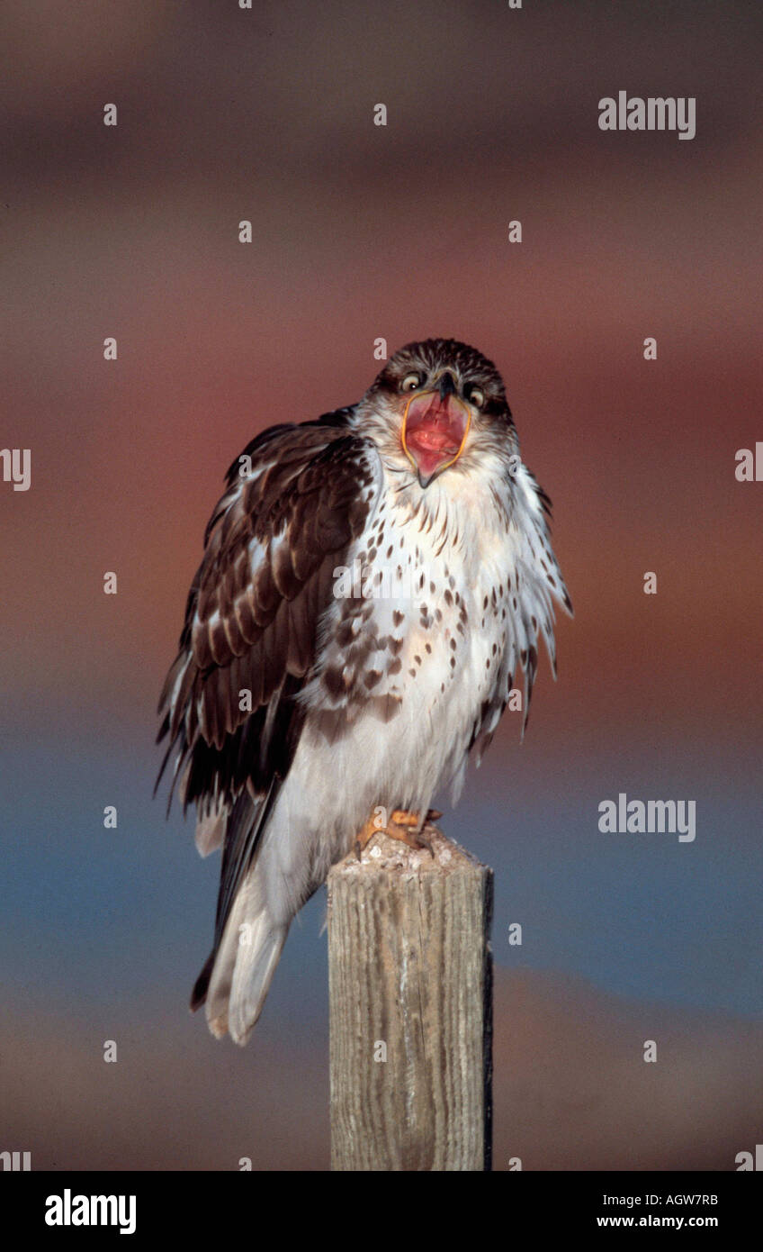 Red-tailed Hawk / Rotschwanzbussard Stock Photo - Alamy
